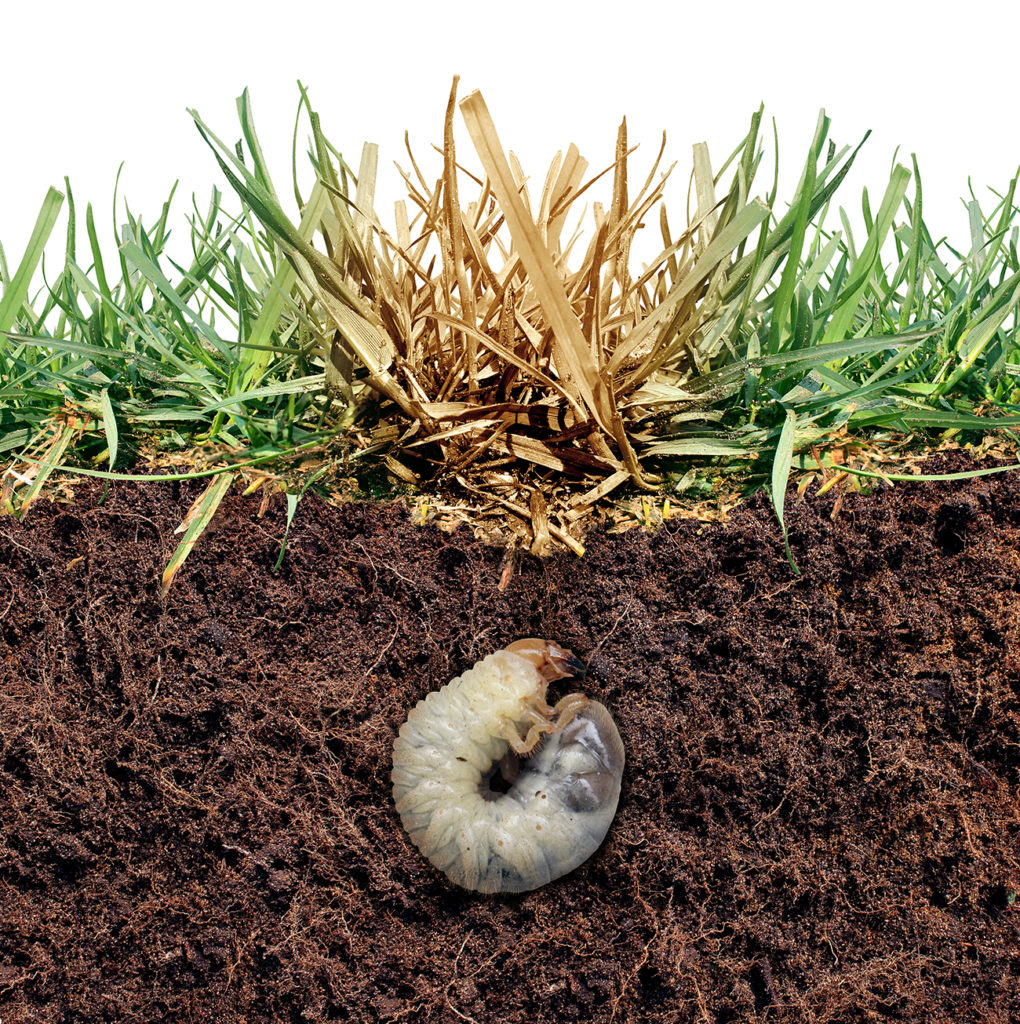 Fungus, Pests and Weeds - LawnCentral Fungus, Pests and Weeds - LawnCentral